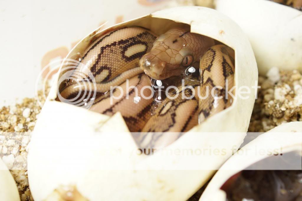 Retic breeding from copulation to egg hatching | Reptile Forums