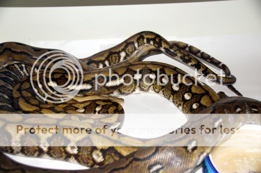 Retic breeding from copulation to egg hatching | Reptile Forums