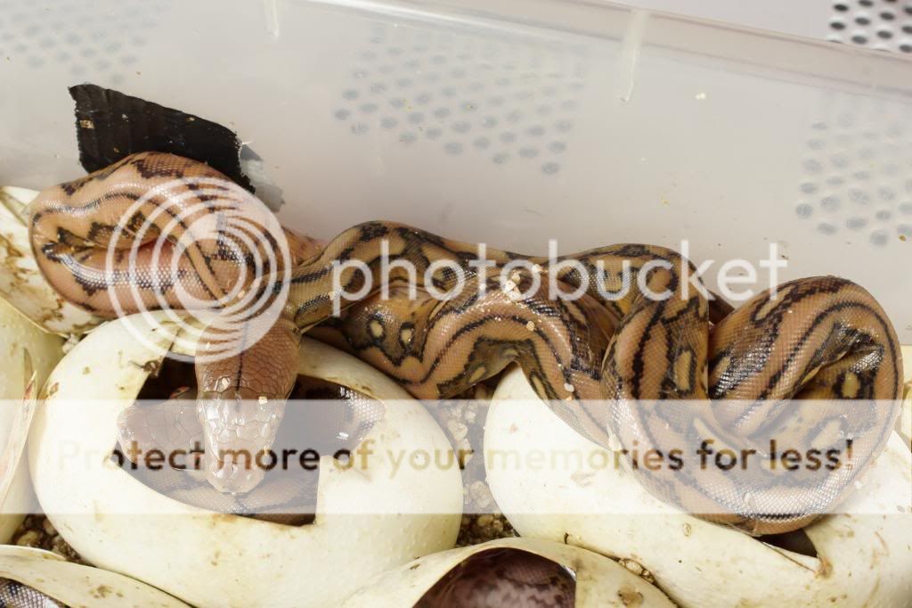 Retic breeding from copulation to egg hatching | Reptile Forums