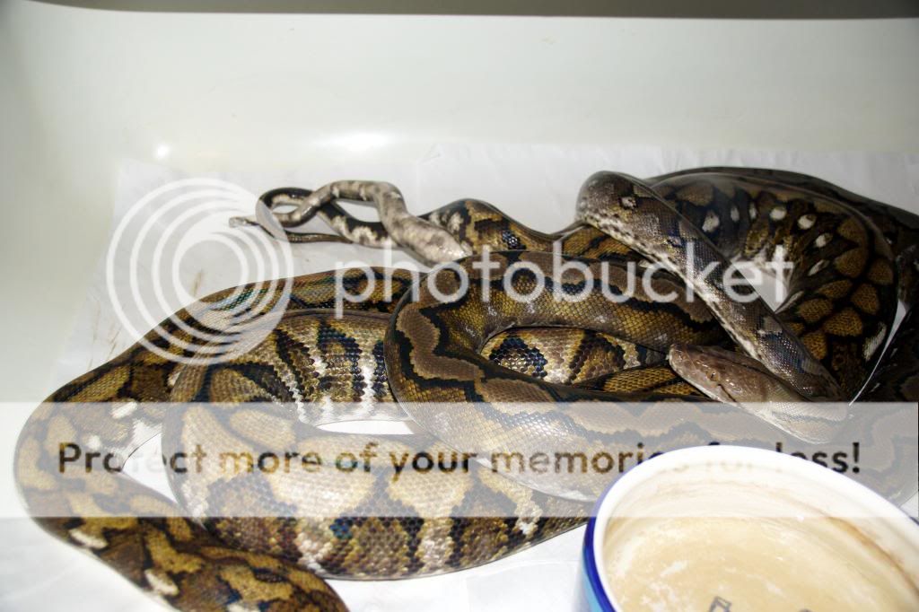 Retic breeding from copulation to egg hatching | Reptile Forums