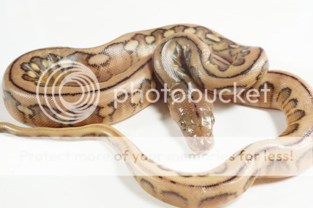 Retic breeding from copulation to egg hatching | Reptile Forums