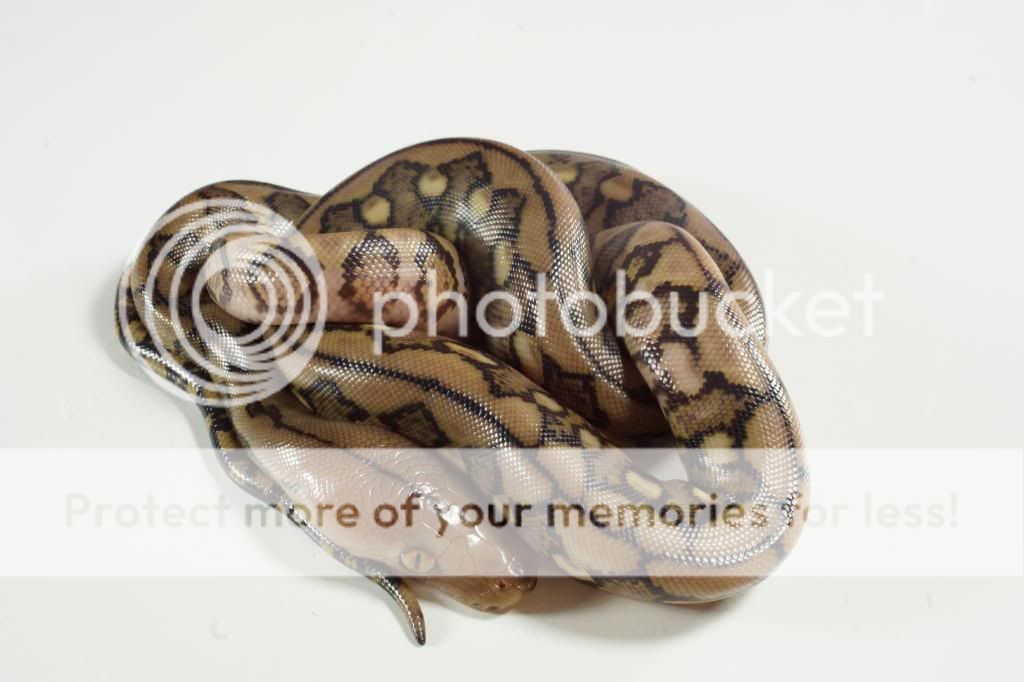 Retic breeding from copulation to egg hatching | Reptile Forums