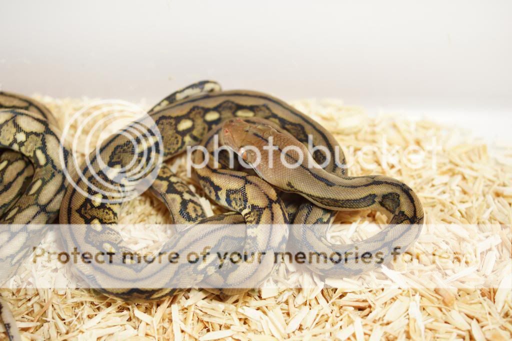 Retic breeding from copulation to egg hatching | Reptile Forums