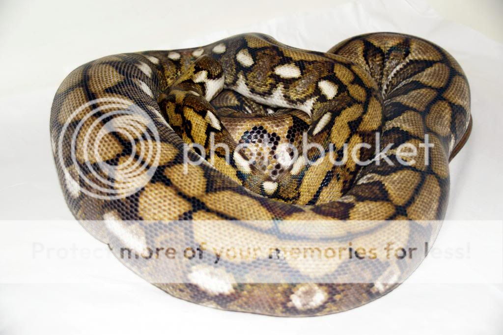 Retic breeding from copulation to egg hatching | Reptile Forums