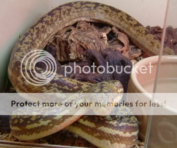 Female Timor Python for sale | Reptile Forums