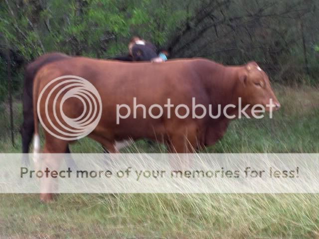 My Bull | CattleToday.com - Cattle, Cow & Ranching Community