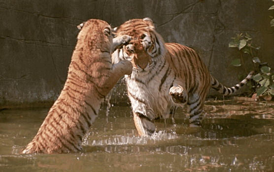 Tigers Playing Together Animated By HG gif by angellovernumberone ...