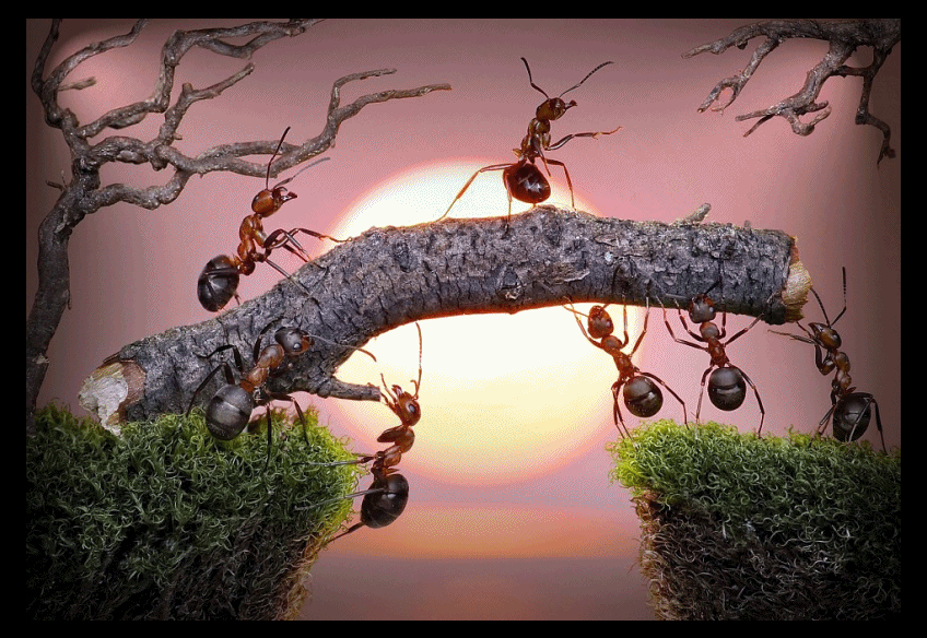 Ants Building A Bridge Animated With Light By Heather gif by ...