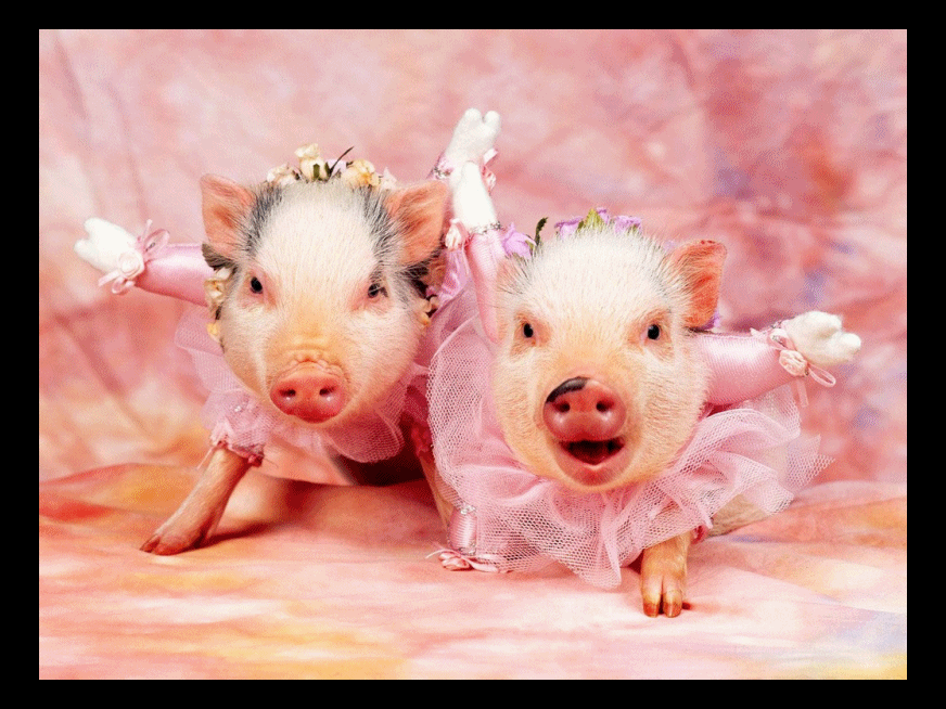 Ballet Dancing And Singing Pigs Animated By Heather Gill gif by ...