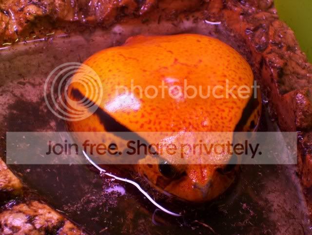 Tomato Frog for SALE! Green Frogs Free! | FaunaClassifieds