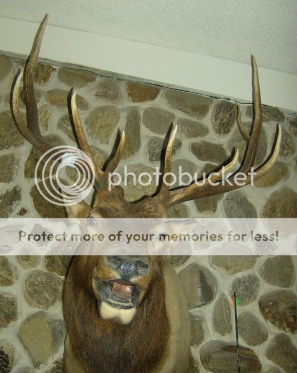Elk Picture Thread 250"-400" | Archery Talk Forum